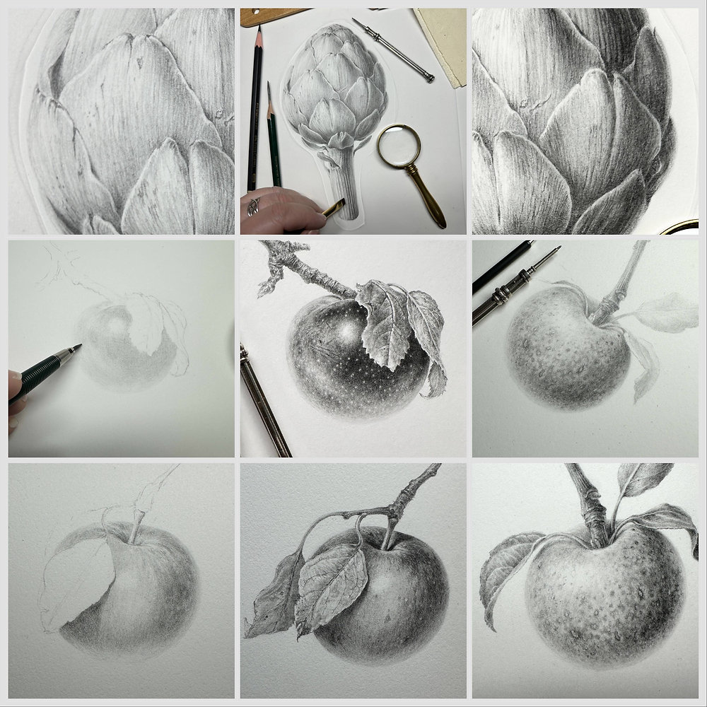 Botanical Artists Materials and Equipment: 1. Pencils