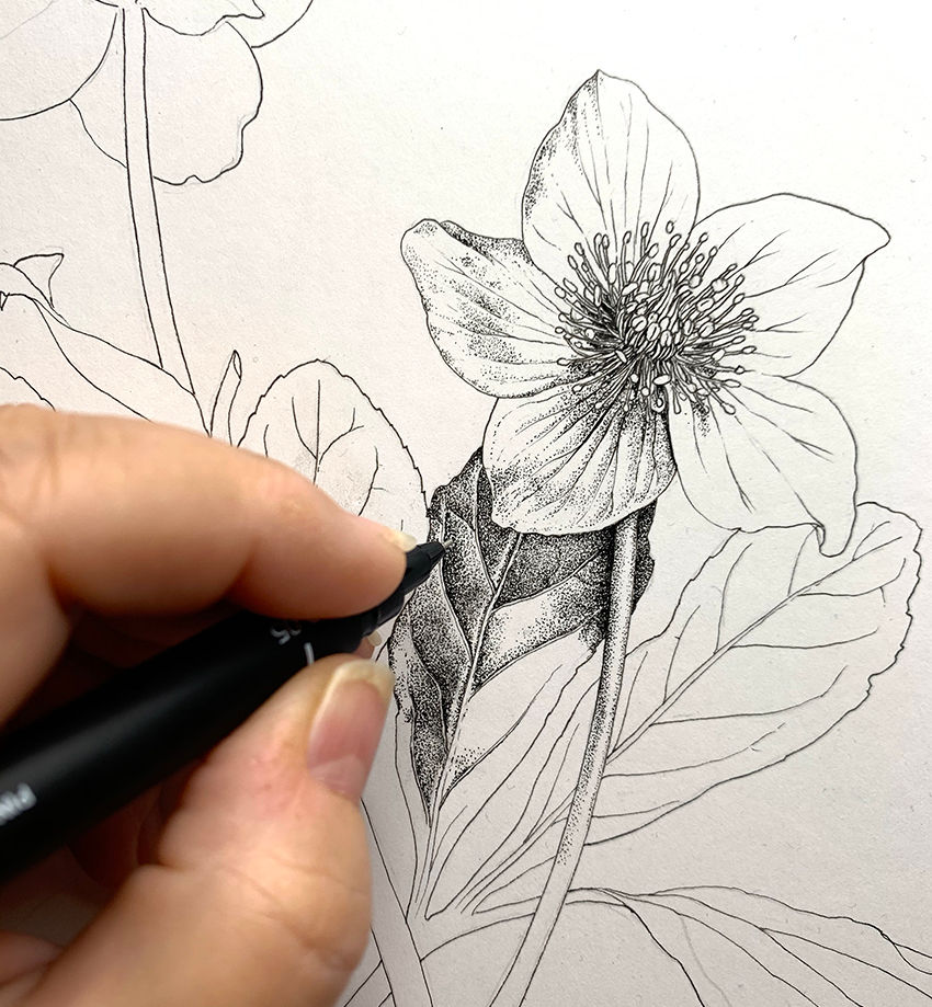 Botanical Art Online Blog by Dianne Sutherland