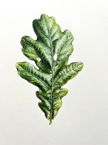 Oak Leaf sketch | diannesutherland
