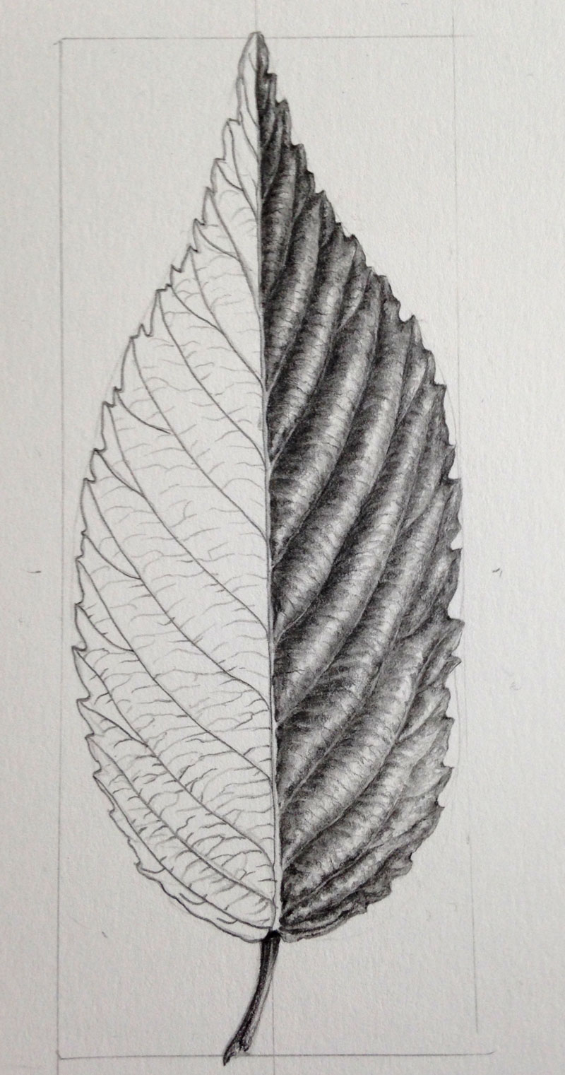 Drawing and painting leaves online course, Dianne Sutherland