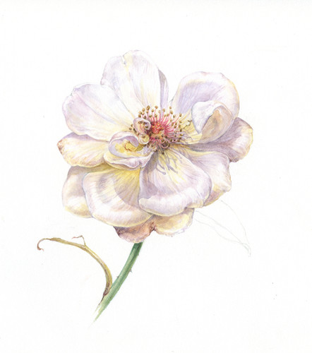 White rose sketch | diannesutherland