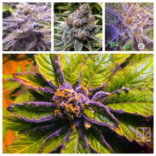 Pinkman Goo Clone | Breeders Gear LLC