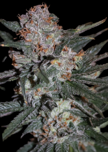 Demon Skunk 64 | Breeders Gear LLC