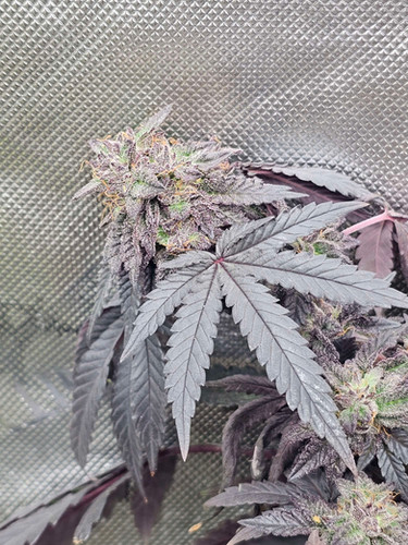 Grand Master Sexy x Chimera 3 Tester Pack 5 Fems | Breeders Gear LLC