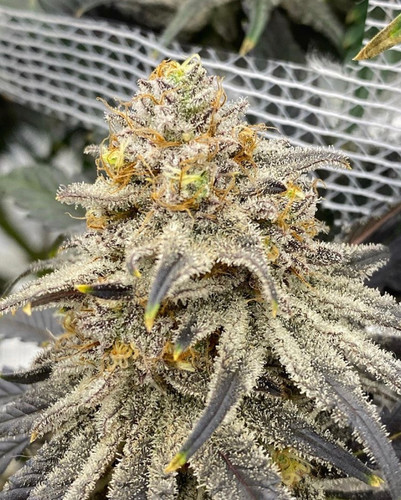 Grape Diamonds | Breeders Gear LLC