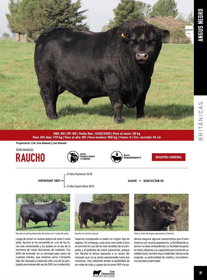 Raucho | Angus Don Manuel & San Manuel