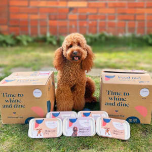 LIVE Different Dog Discount Code | 50% April 2025 | We Walk Woofs