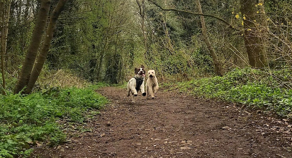 Dog Walking Businesses For Sale Dog Walker We Walk Woofs Dog Walking Businesses For Sale Dog Walker We Walk Woofs