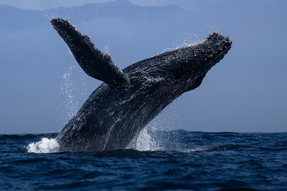 CHRONIC BREACHER steals the show among 12+ humpbacks
