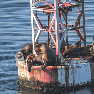 Gallery | Condor Express