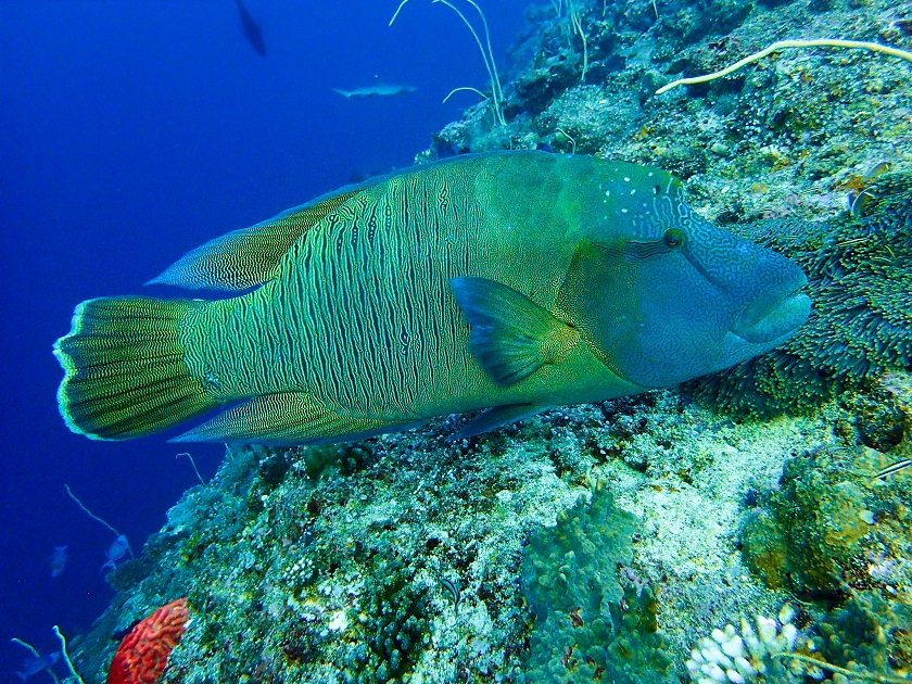 Palau Sehenswürdigkeiten: 17 Highlights und Ausflugstipps