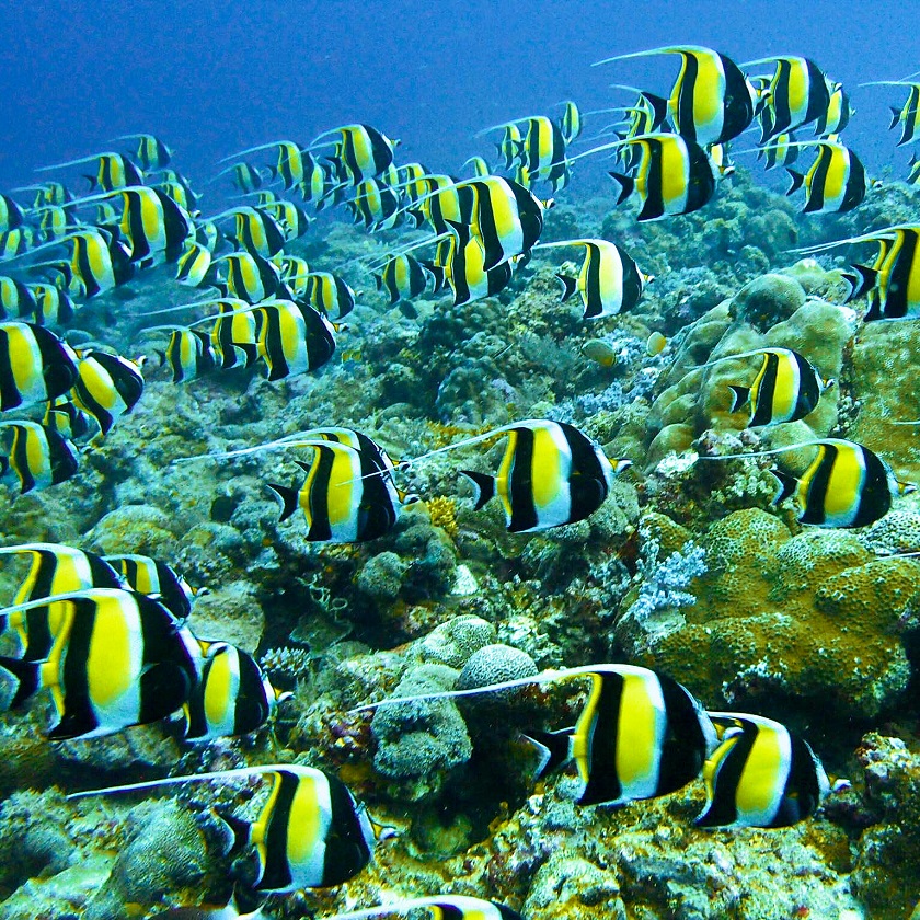 Palau Sehenswürdigkeiten: 17 Highlights und Ausflugstipps