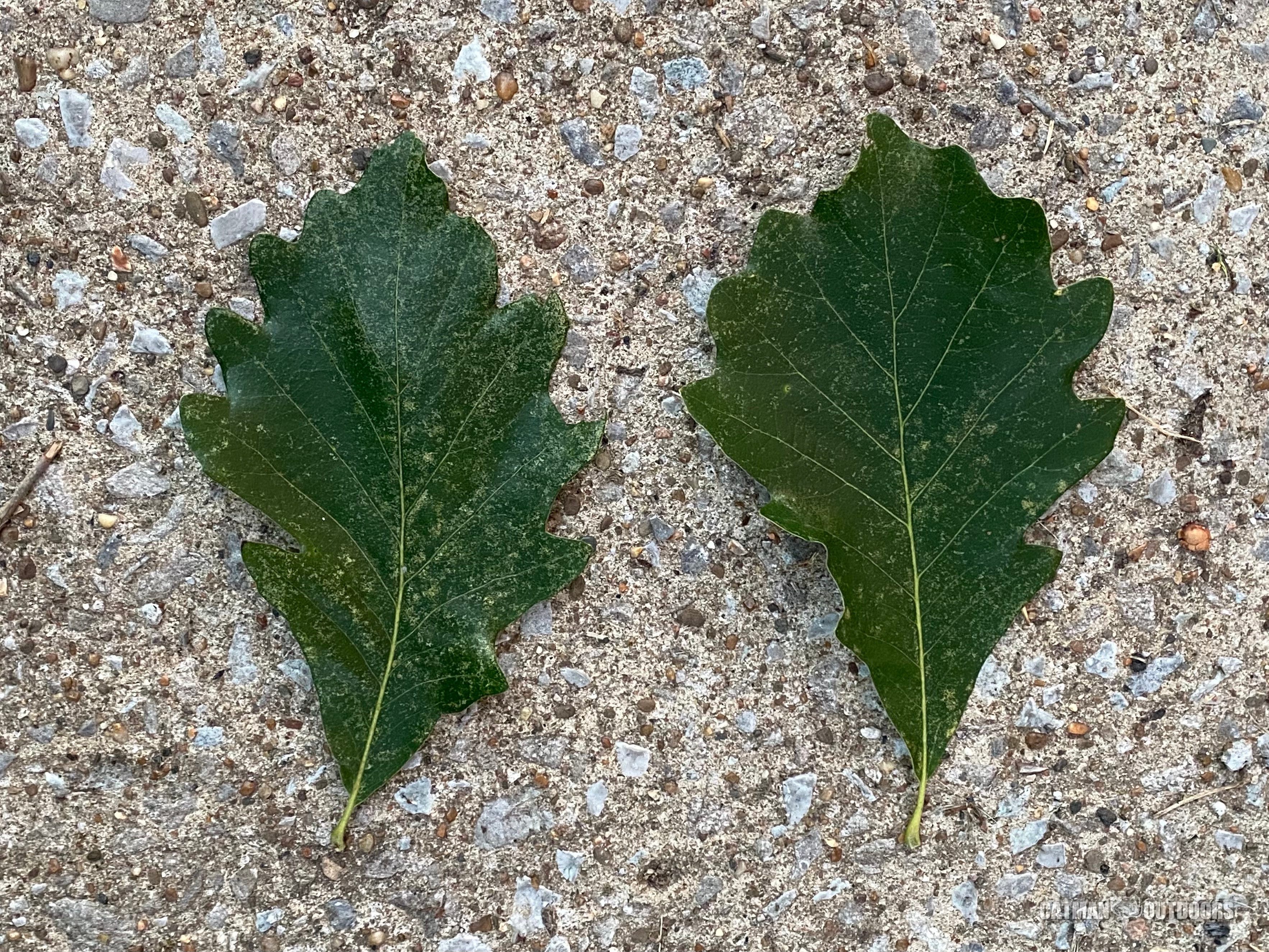 Swamp White Oak