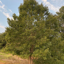 Eastern Oak Trees | Catman Outdoors