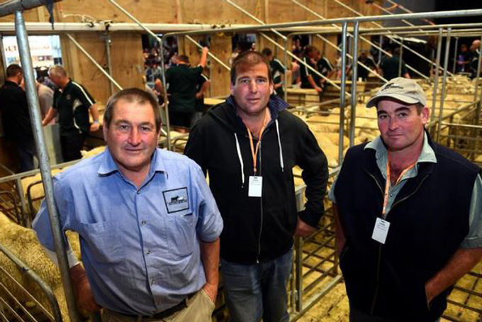Stars of World Shearing Championships