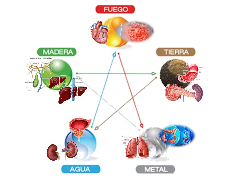 Los Cinco Elementos y los órganos del cuerpo