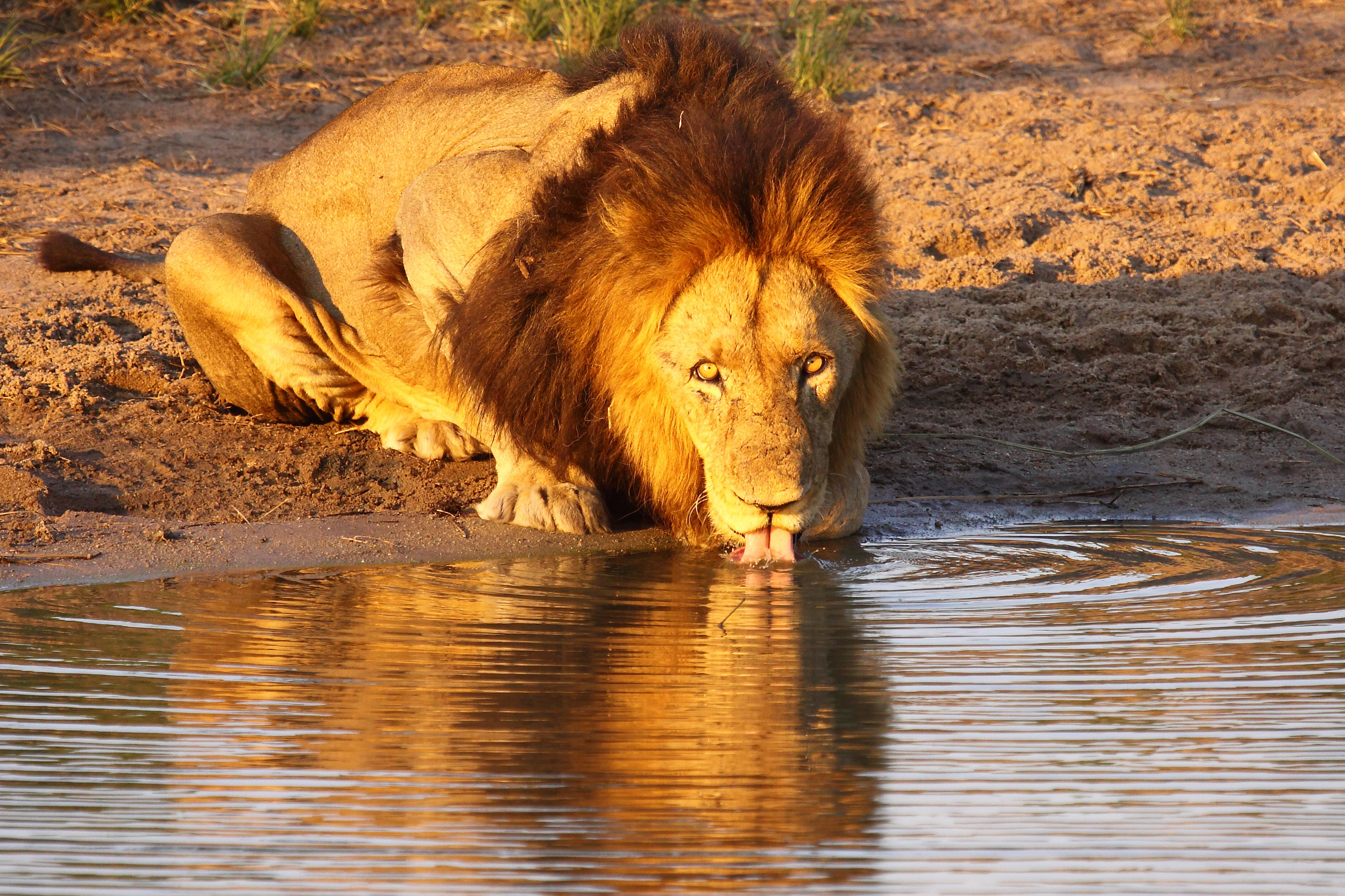 Affordable Kruger Park Safaris | Balanta Imagine Safaris | South Africa