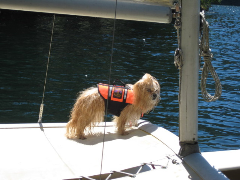The Story of My Little Lake Dog
