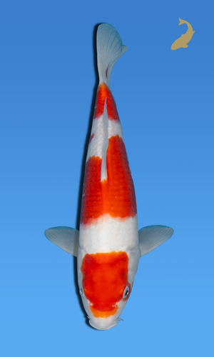 Maruten Kohaku | SelectKoi