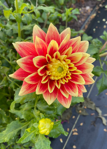 Dutch Carnival | Mack's Creek Farm