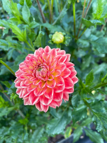 Hay Day | Mack's Creek Farm