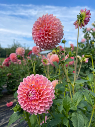 Rose Toscano | Mack's Creek Farm