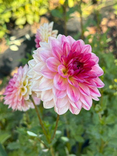 Jabber Box | Mack's Creek Farm