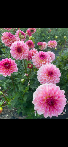 JABBER BOX | Mack's Creek Farm