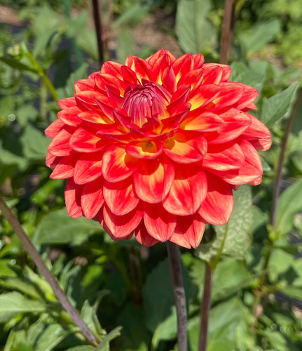 Hay Day | Mack's Creek Farm