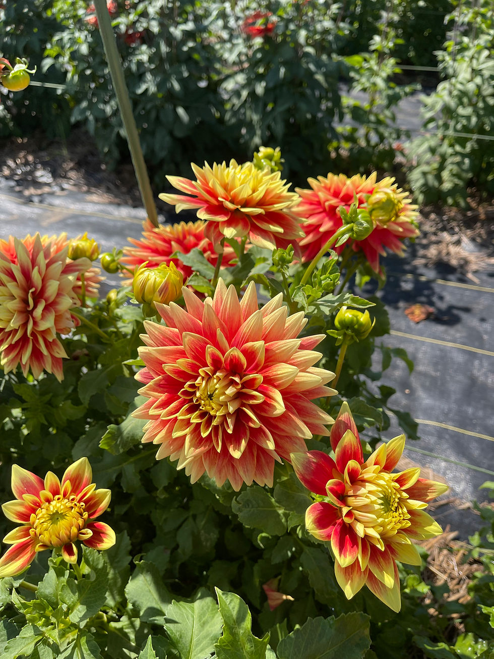 Dutch Carnival | Mack's Creek Farm