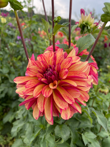 Gittz Crazy | Mack's Creek Farm