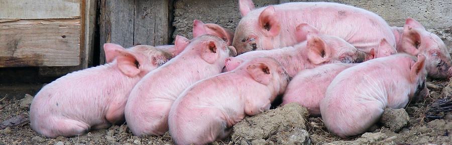 Find a Pest | Veterinary Entomology