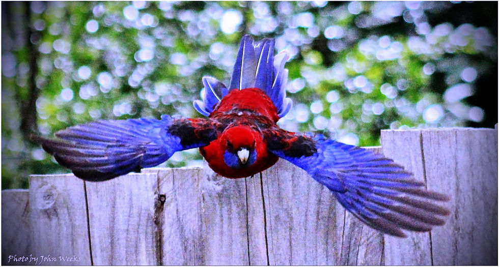 Crimson Rosella In Flight