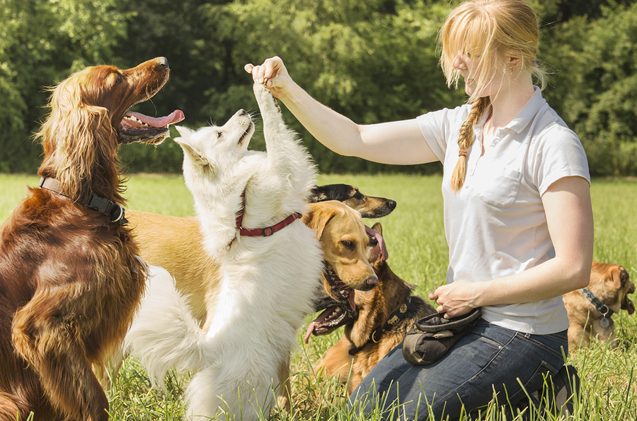 4 Quadrants of Dog Training! PART 1