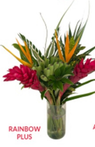 Rainbow Plus | floralbar.net