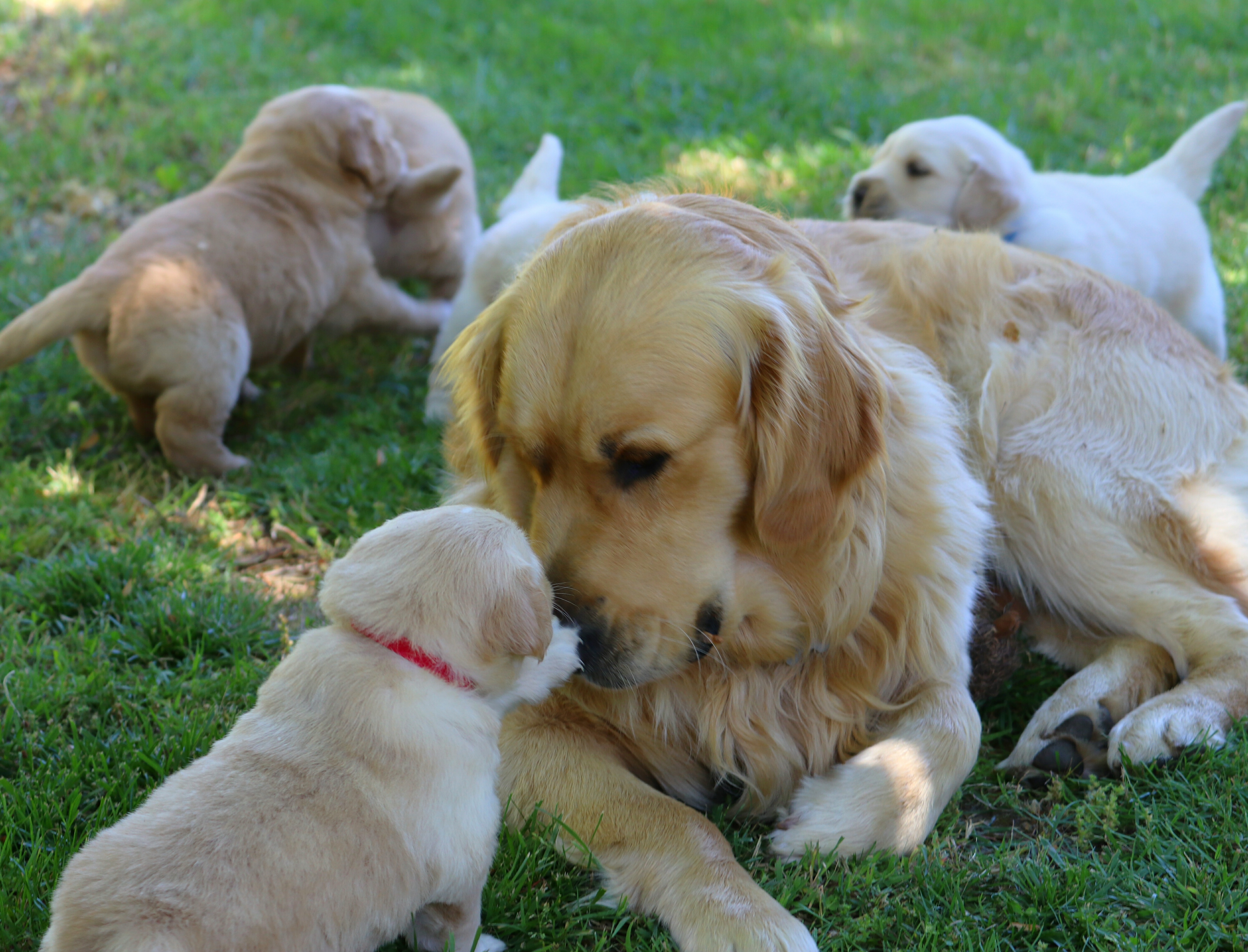 HOME | murraygoldretrievers