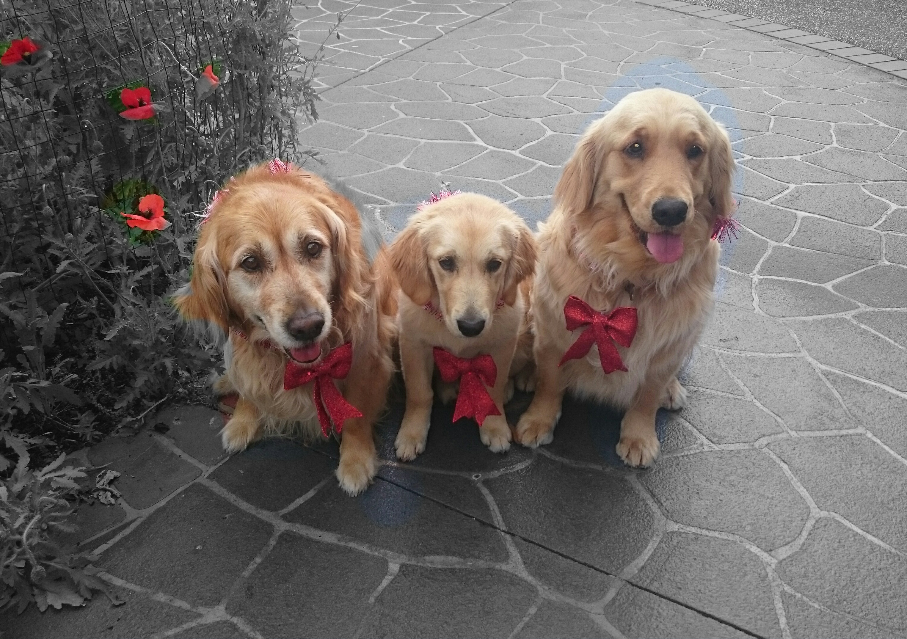 HOME | murraygoldretrievers