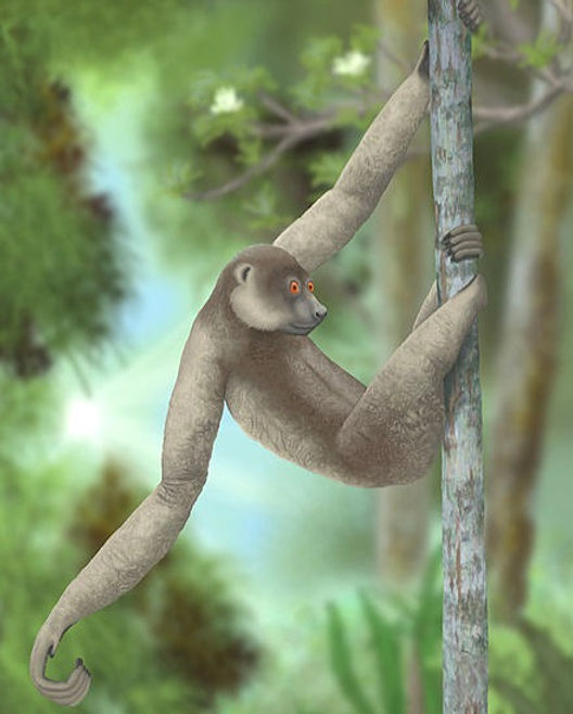 Series on Lemurs of Madagascar