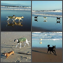 dog walking gosforth