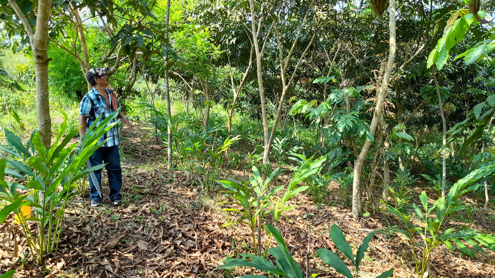 Agroforestry: What It Is and Why It Is Essential for Sustainable and ...