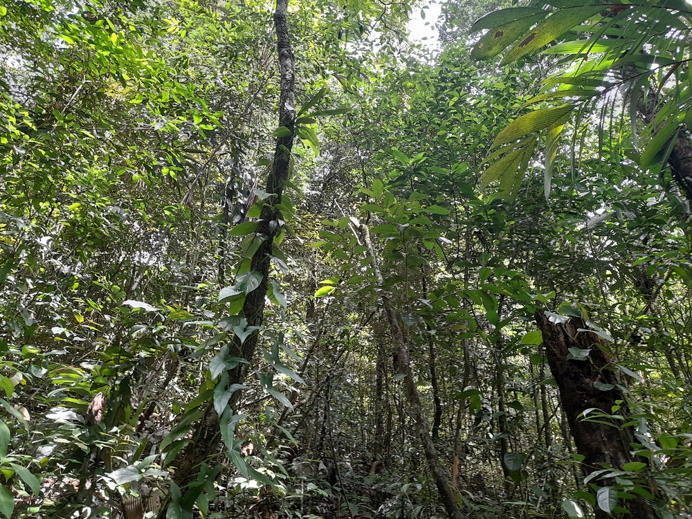 Reforestation and Natural Regeneration: A Path to a Sustainable Future