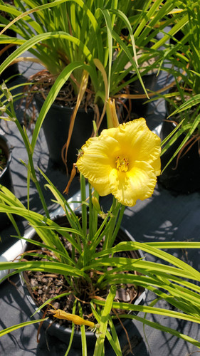 Hemerocallis 'Fragrant Returns' FRAGRANT RETURNS DAYLILY | Regular Editor