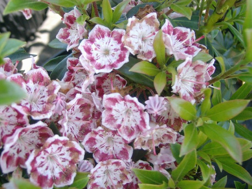 Kalmia latifolia 'Minuet' MINUET MOUNTAIN LAUREL | Regular Editor