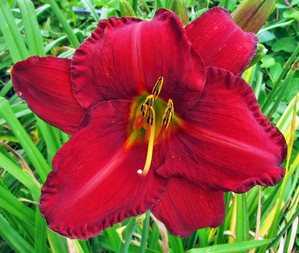 hemerocallis-chicago-apache-chicago-apache-daylily