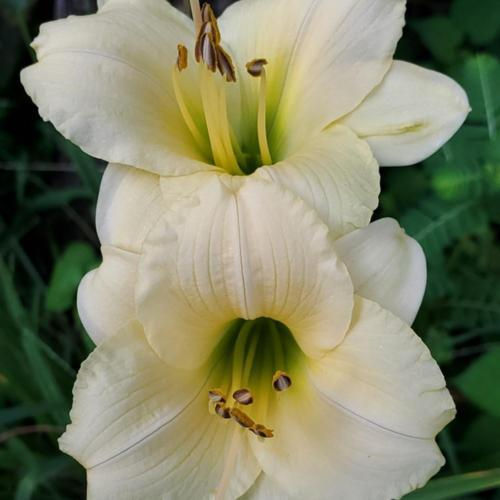 hemerocallis-precious-d-oro-precious-d-oro-daylily