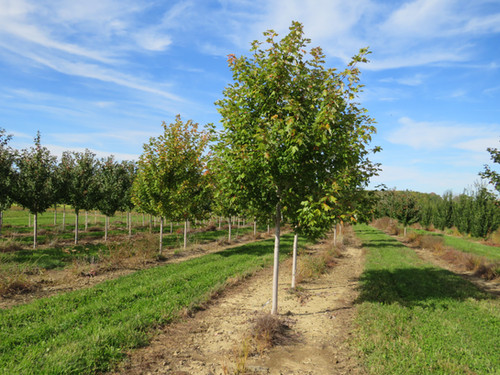 Acer saccharum ‘Green Mountain’ (PP 2,339) GREEN MOUNTAIN® SUGAR MAPLE ...