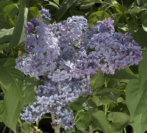 Syringa vulgaris 'President Lincoln' PRESIDENT LINCOLN FRENCH LILAC ...