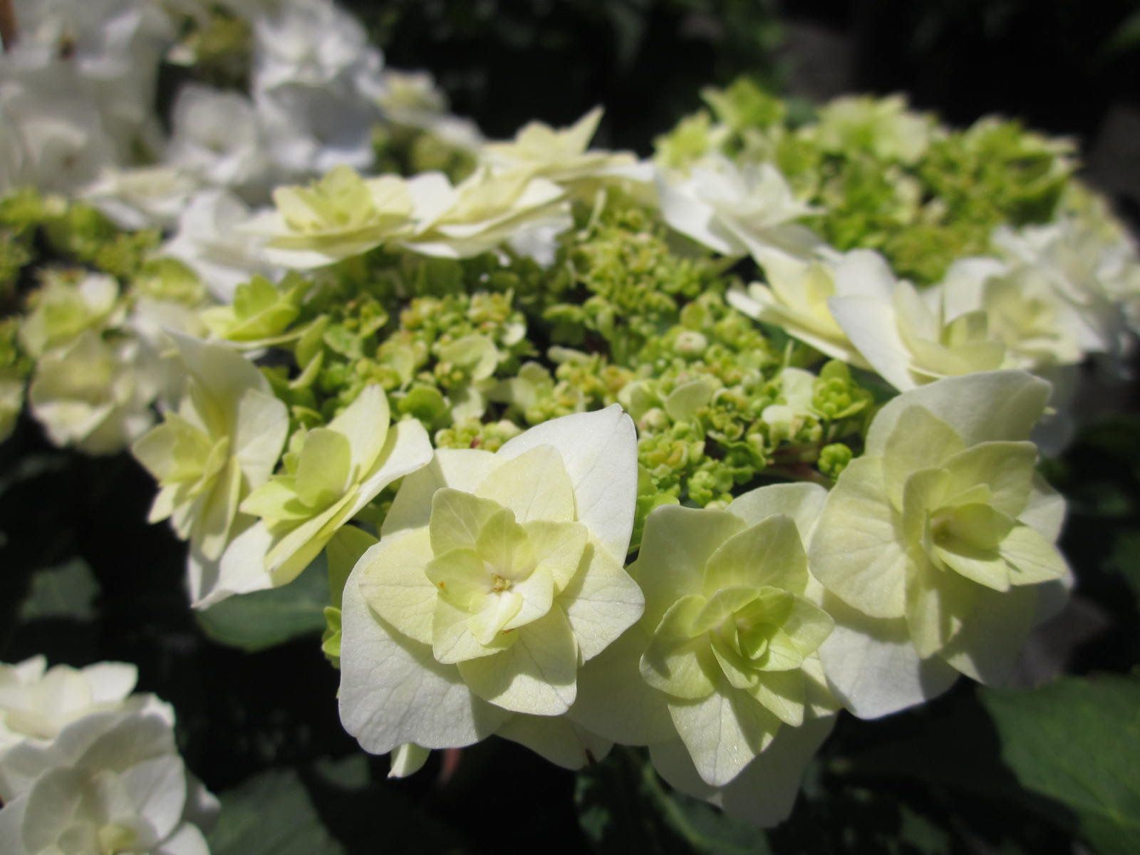 hydrangea-macrophylla-dancing-snow-pp-21-052-wedding-gown-hydrangea