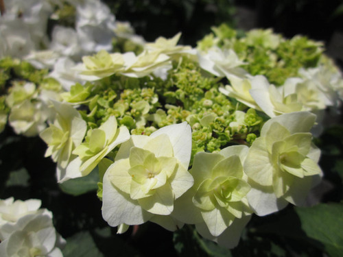 Hydrangea macrophylla 'Dancing Snow' (PP 21,052) WEDDING GOWN ...