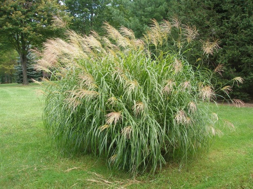Miscanthus floridulus 'Giganteus' GIANT CHINESE SILVER GRASS | Regular ...